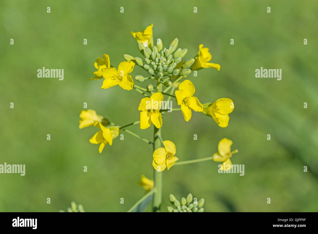 Canola flowers hi-res stock photography and images - Alamy