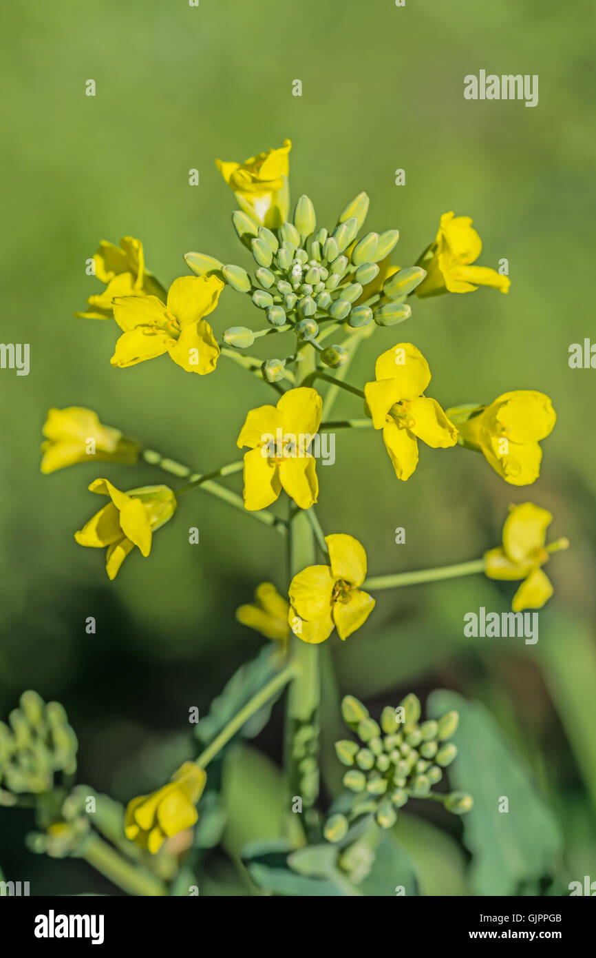 Close up of Canola Flowers and Buds Stock Photo - Alamy
