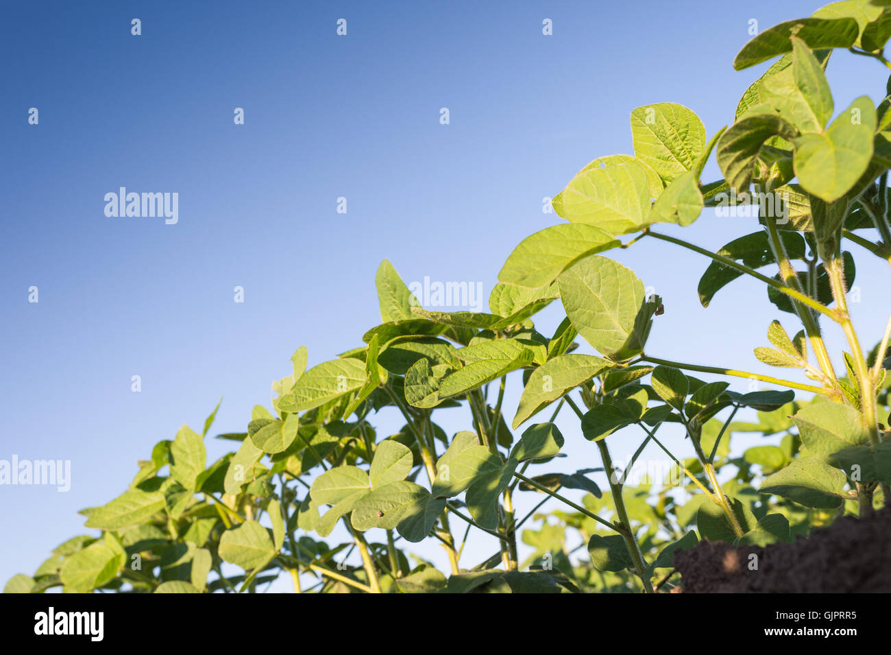 Soybean rows hi-res stock photography and images - Alamy
