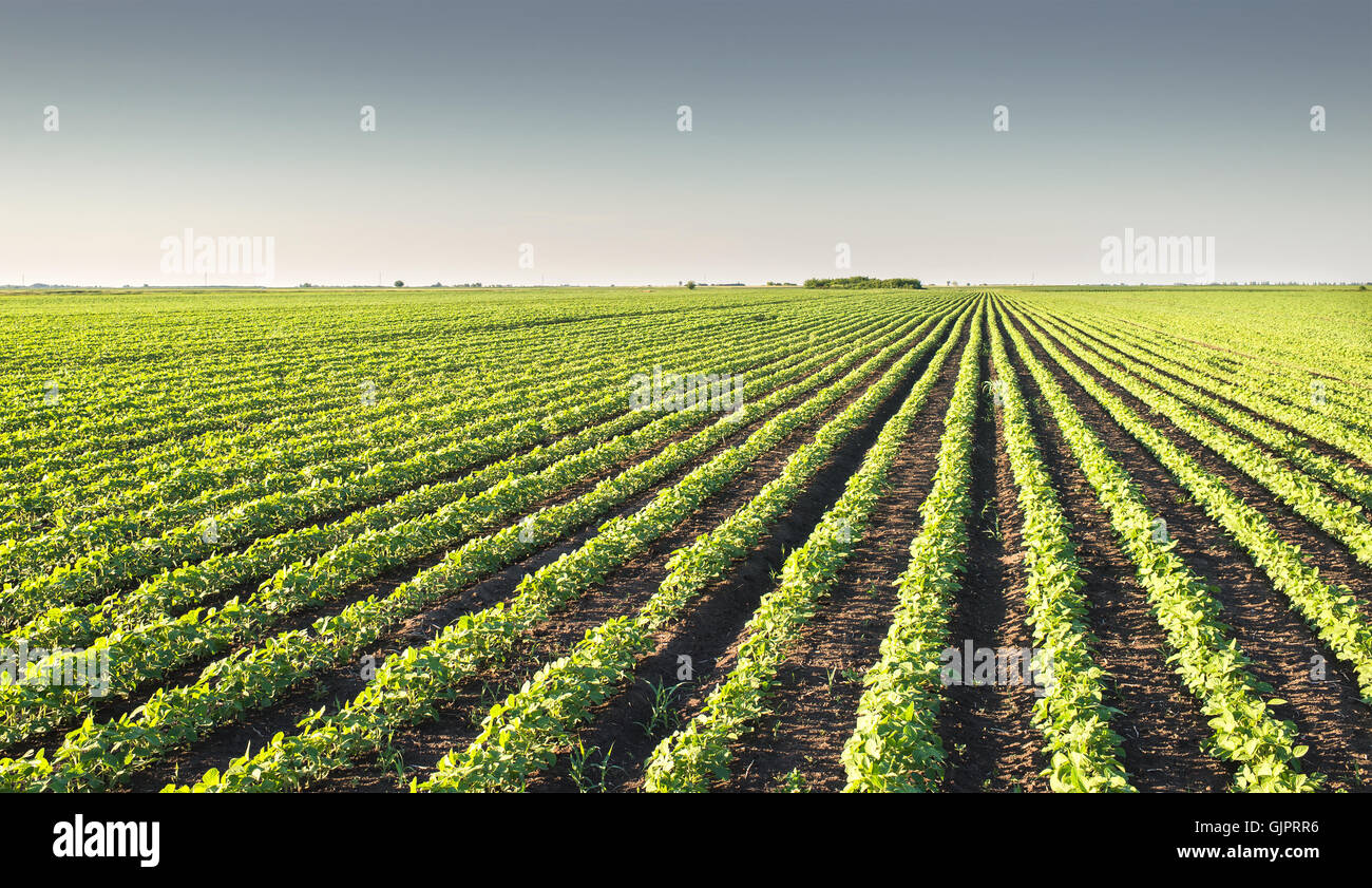 Soybean Field Rows in spring Stock Photo - Alamy