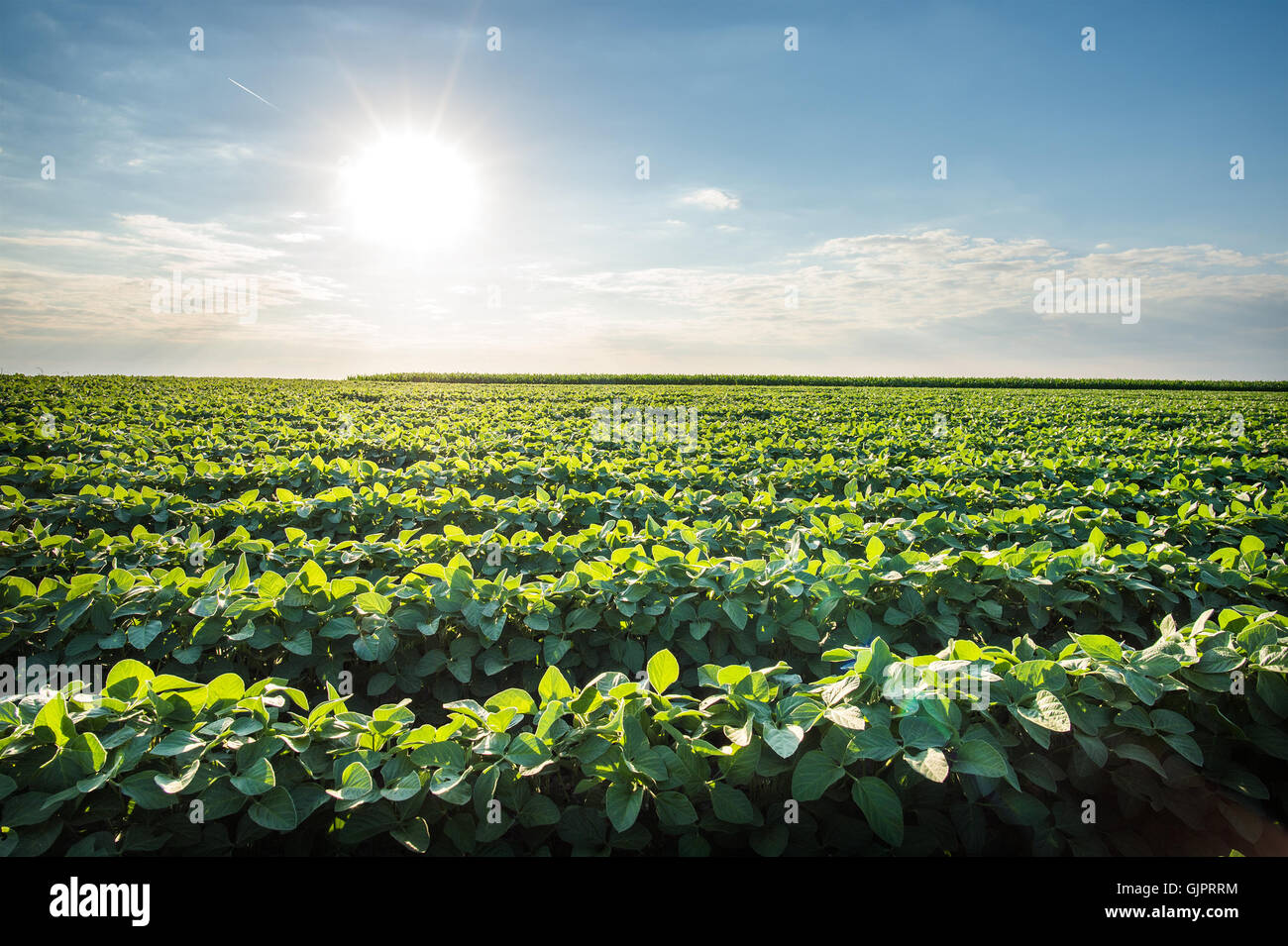 Soybean Field Rows in summer Stock Photo - Alamy