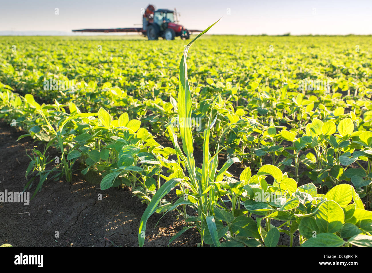 Tractor spraying soybean field Stock Photo - Alamy