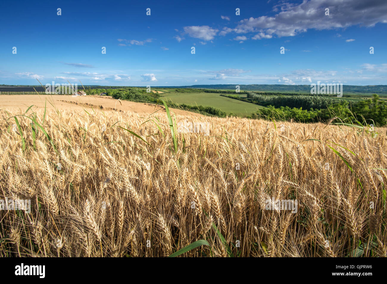 wheat Field Rows in summer Stock Photo - Alamy