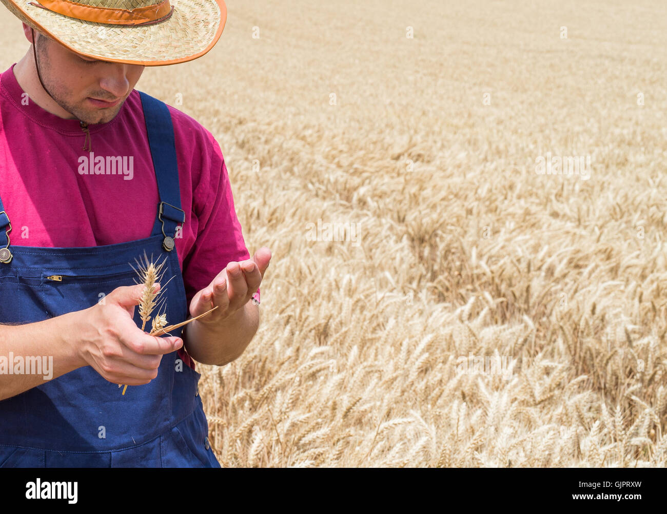 Farmer in a field of wheat Stock Photo - Alamy