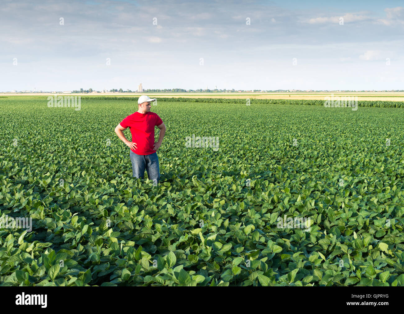 Young farmer in soybean fields Stock Photo - Alamy
