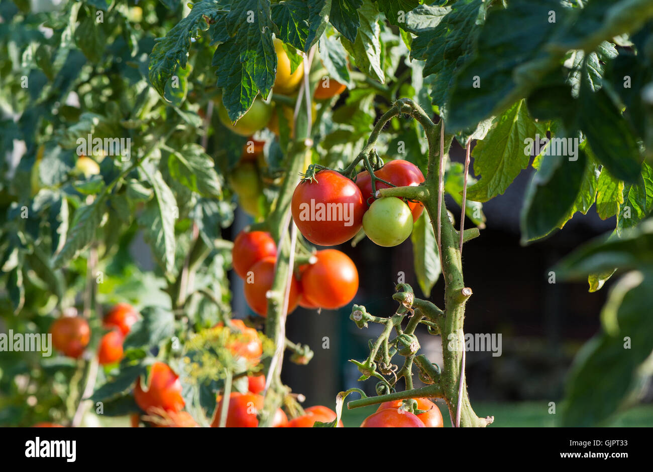 RIpe garden tomatoes ready for picking Stock Photo - Alamy