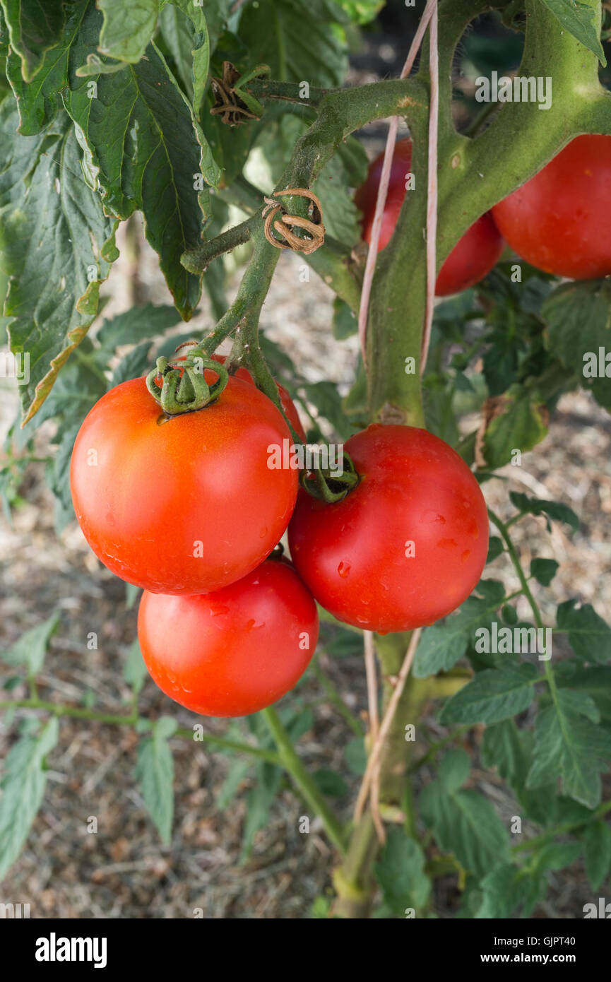 Ripe garden tomatoes ready for picking Stock Photo - Alamy