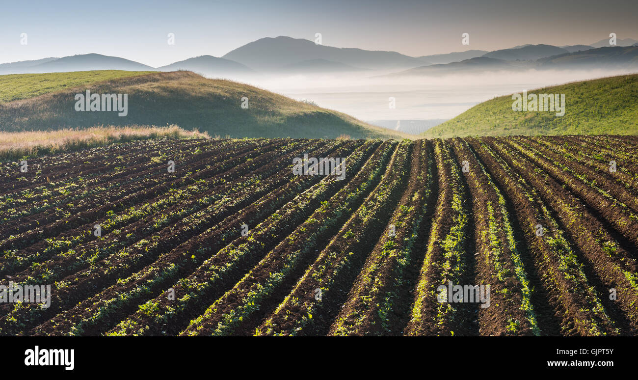 Landscape with a potato field Stock Photo - Alamy