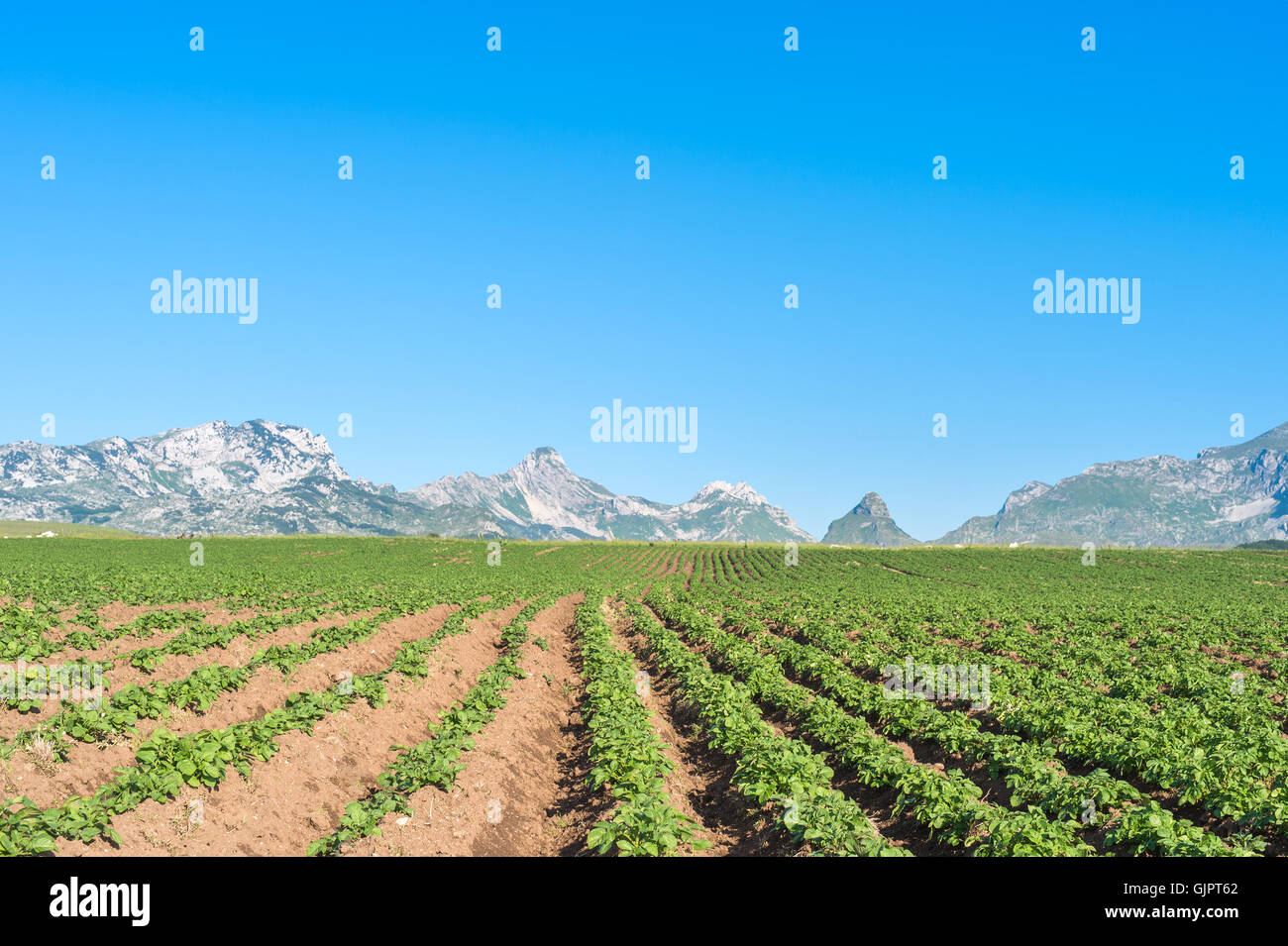 Landscape with a potato field Stock Photo - Alamy