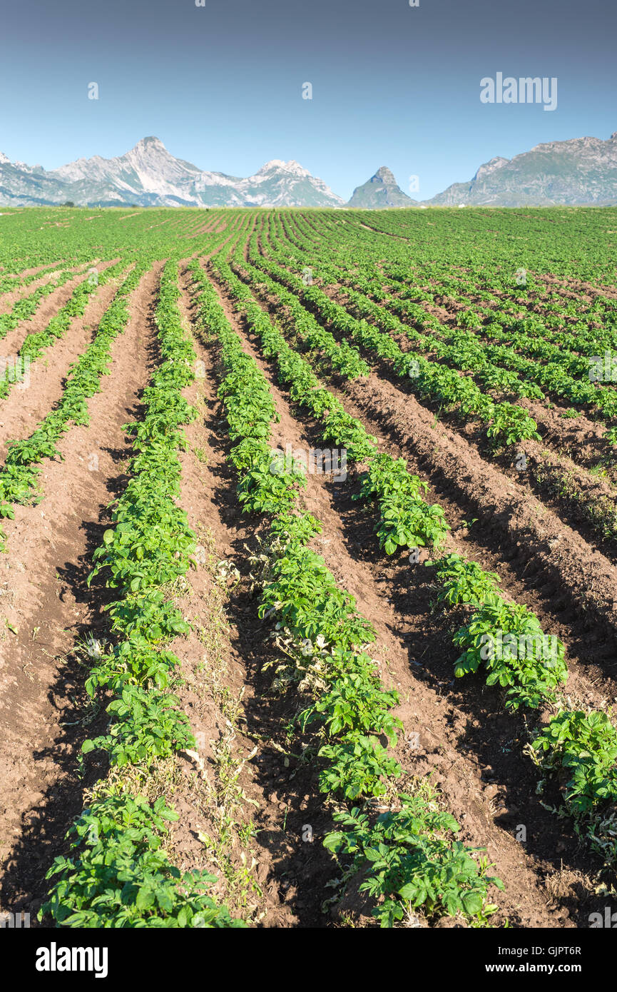 Landscape with a potato field Stock Photo - Alamy