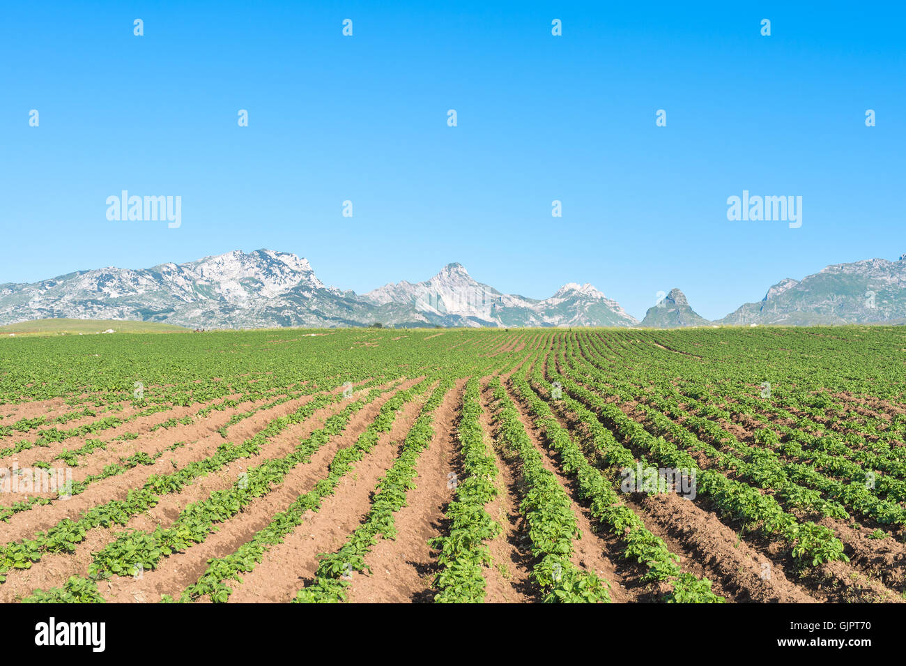 Landscape with a potato field Stock Photo - Alamy