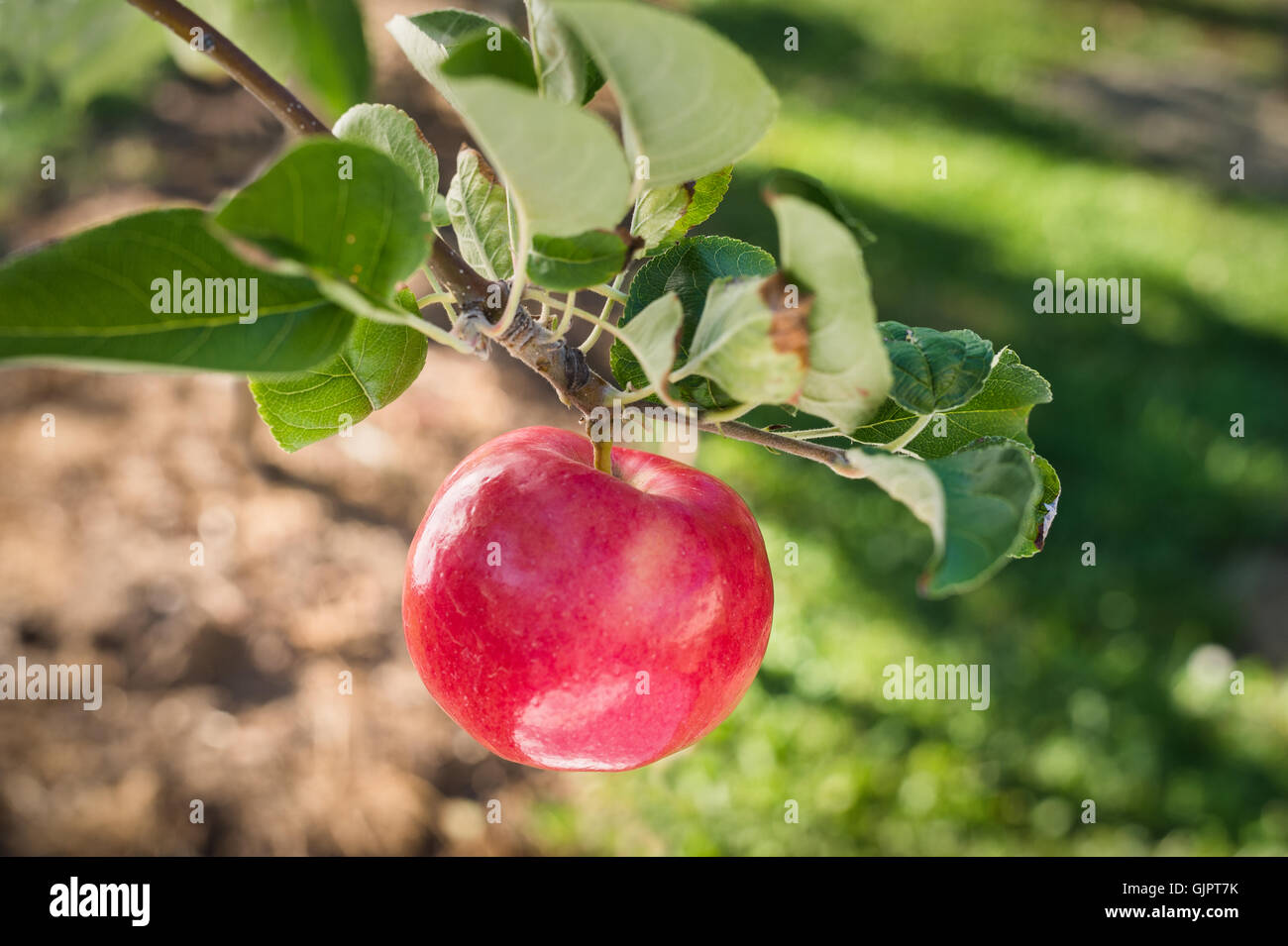 Red apple on apple tree branch Stock Photo - Alamy