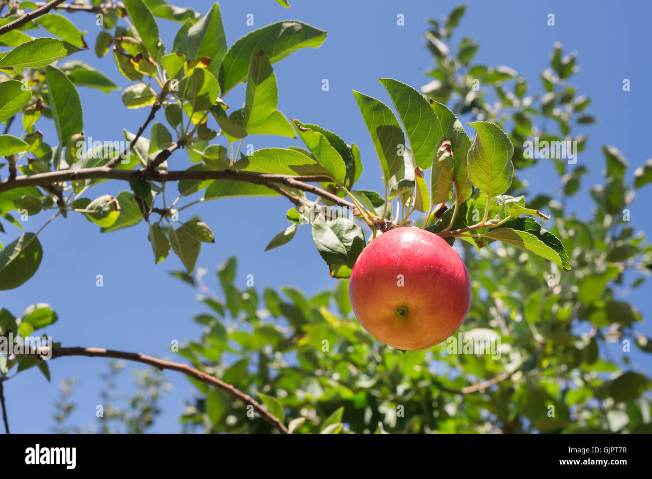 Red apple on apple tree branch Stock Photo - Alamy