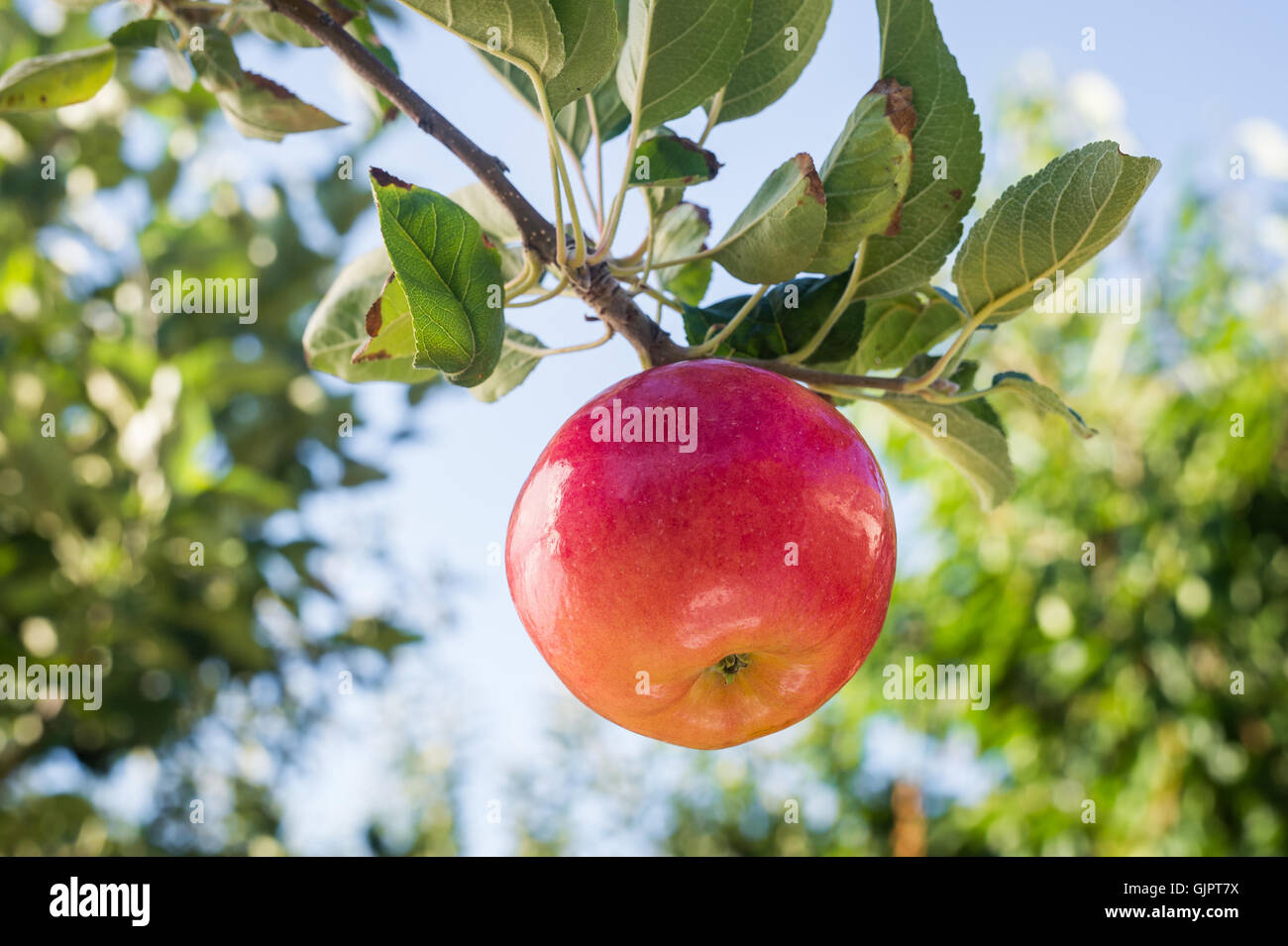 Red apple on apple tree branch Stock Photo - Alamy