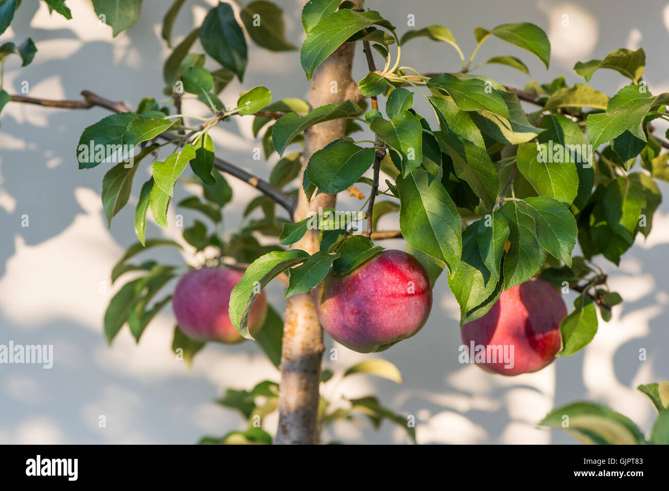 Red apples on apple tree branch Stock Photo - Alamy