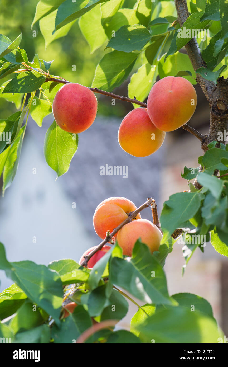 Ripe apricots on a tree branch Stock Photo - Alamy