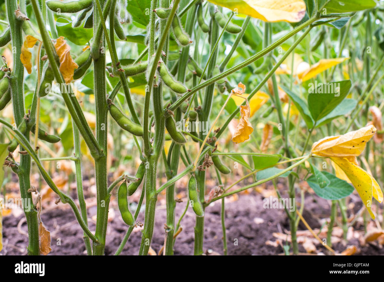 Soybean field stalk hi-res stock photography and images - Alamy