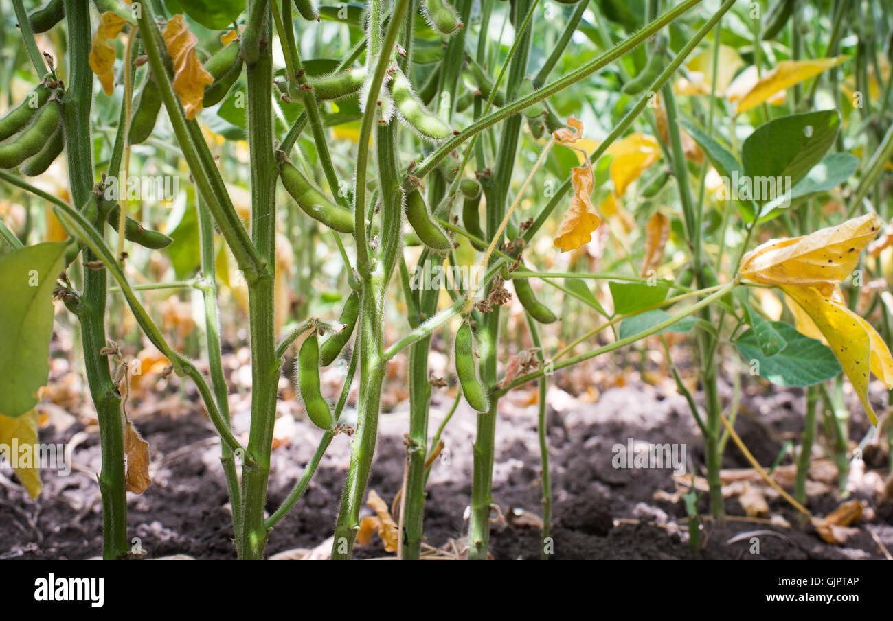 Soybean field stalk hi-res stock photography and images - Alamy