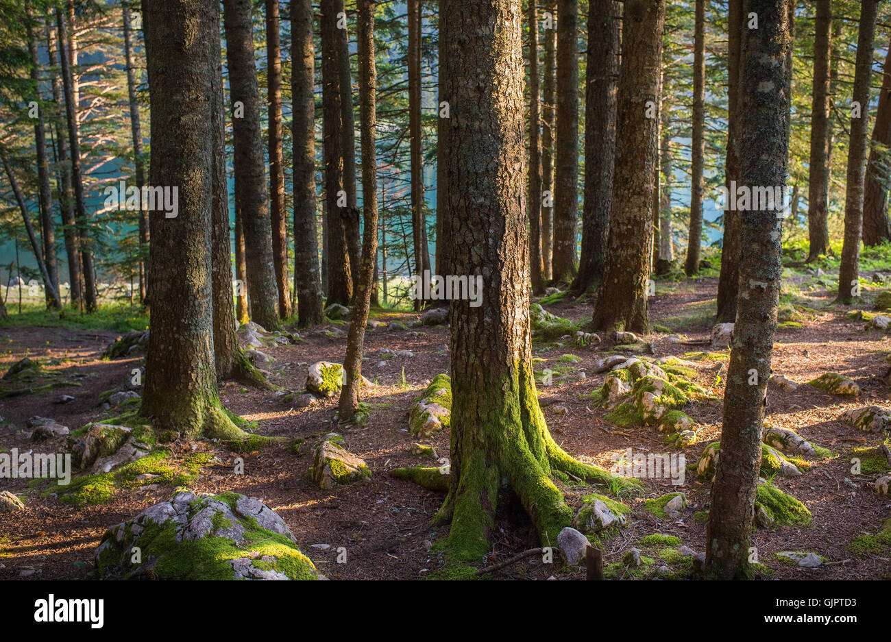 Natural Spruce Tree Forest Stock Photo - Alamy