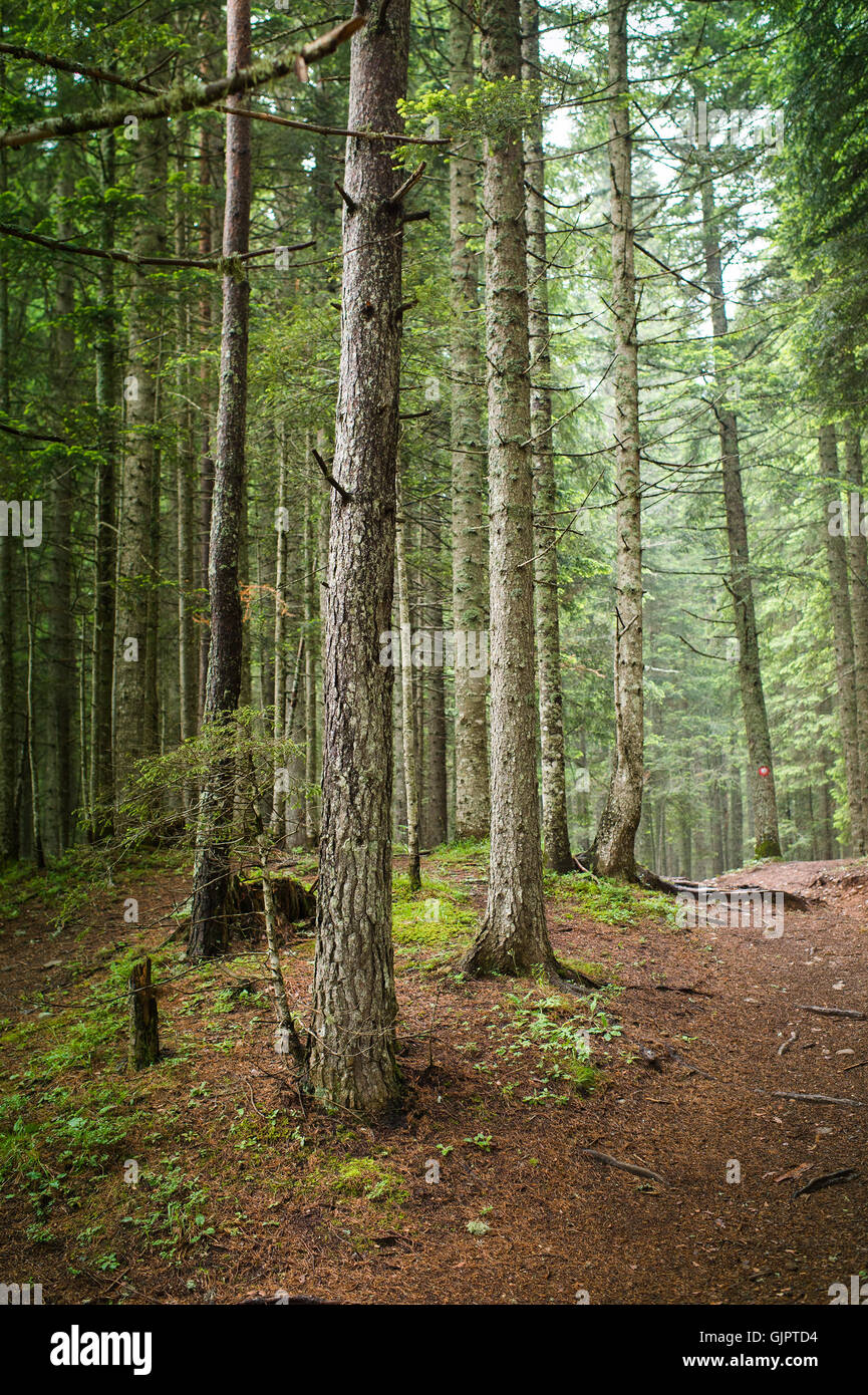 Natural Spruce Tree Forest Stock Photo - Alamy
