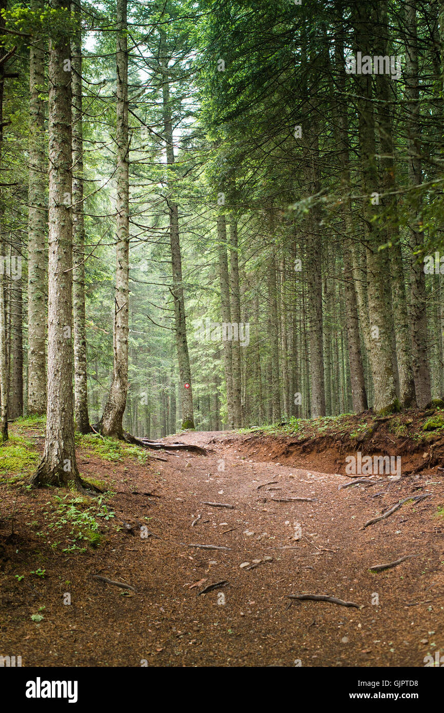 Natural Spruce Tree Forest Stock Photo - Alamy
