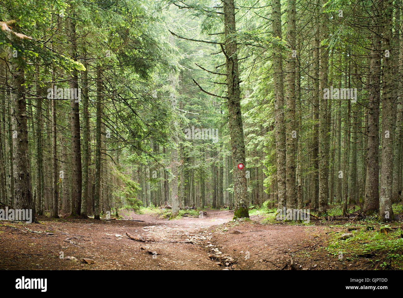 Natural Spruce Tree Forest Stock Photo - Alamy