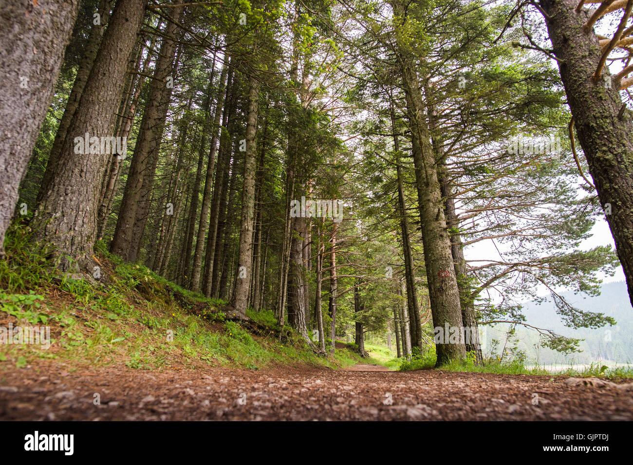 Natural Spruce Tree Forest Stock Photo - Alamy