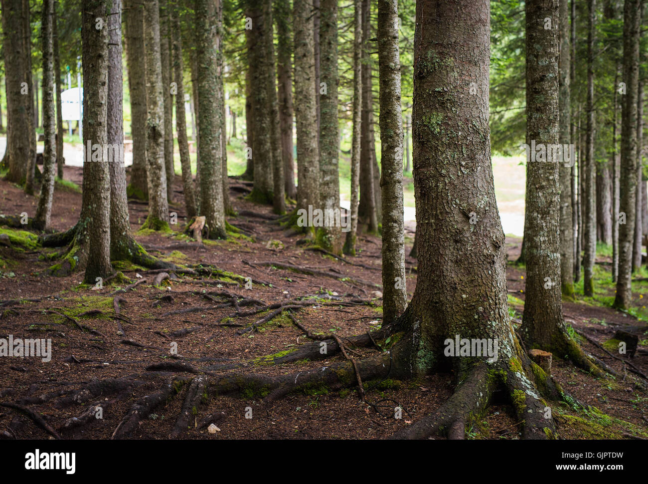 Natural Spruce Tree Forest Stock Photo - Alamy
