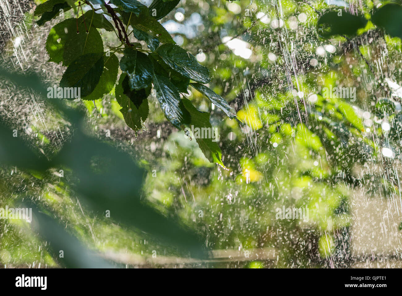 summer rain in a tree Stock Photo - Alamy