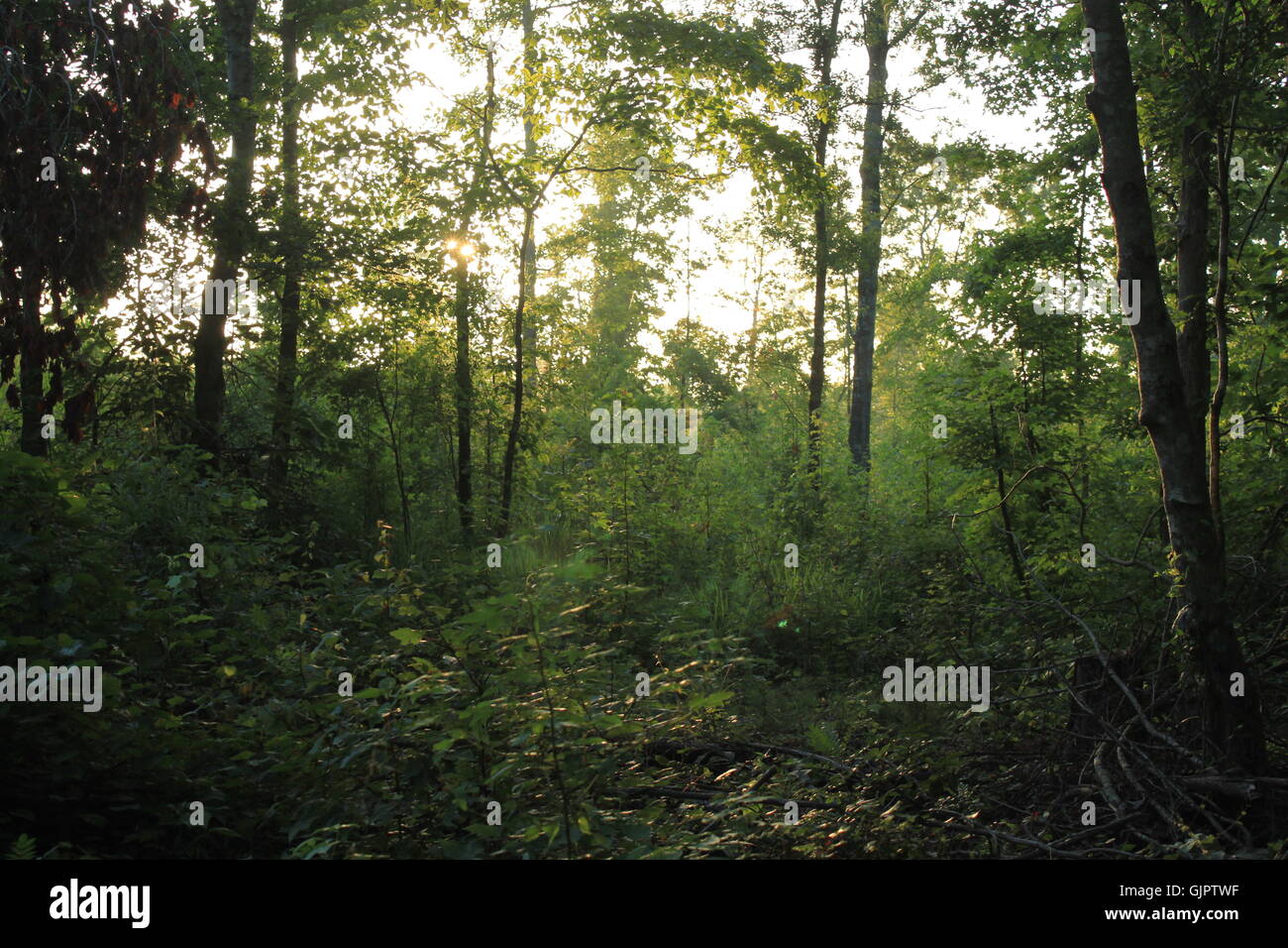 The sunlight peering through the trees Stock Photo - Alamy