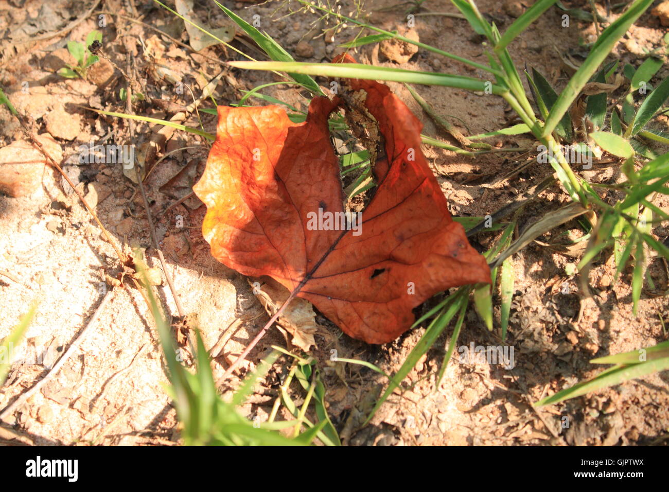 The last autumn leaf Stock Photo - Alamy