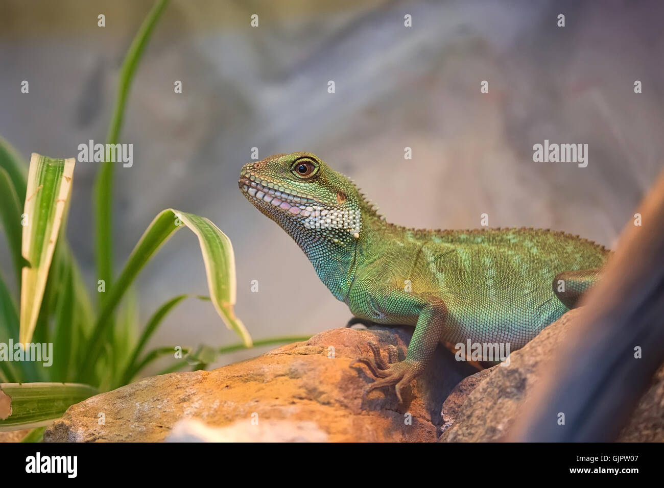 Asian water dragon hi-res stock photography and images - Alamy