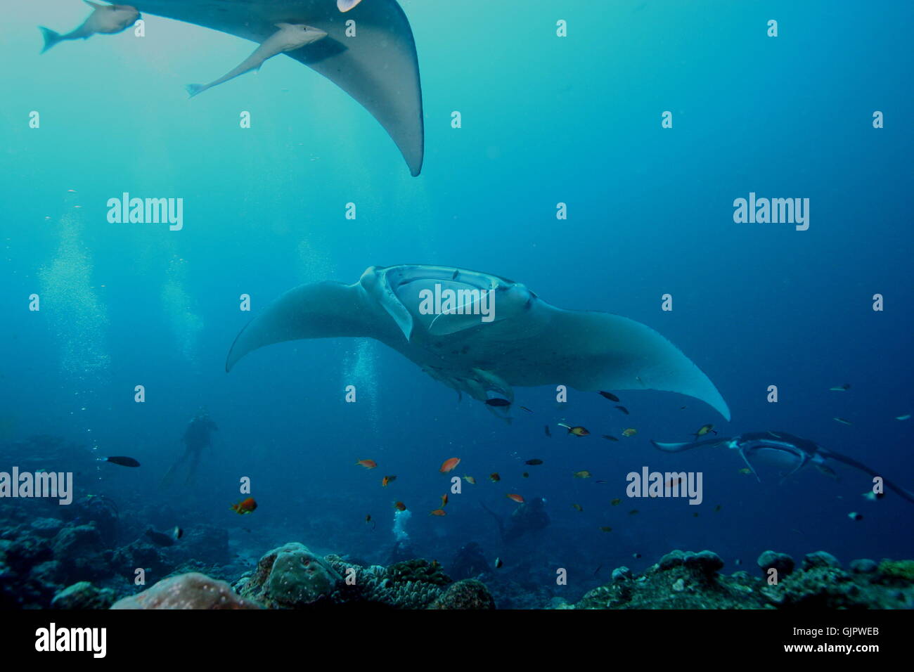 Manta Ray underwater diving photo Maldives Indian Ocean Stock Photo - Alamy