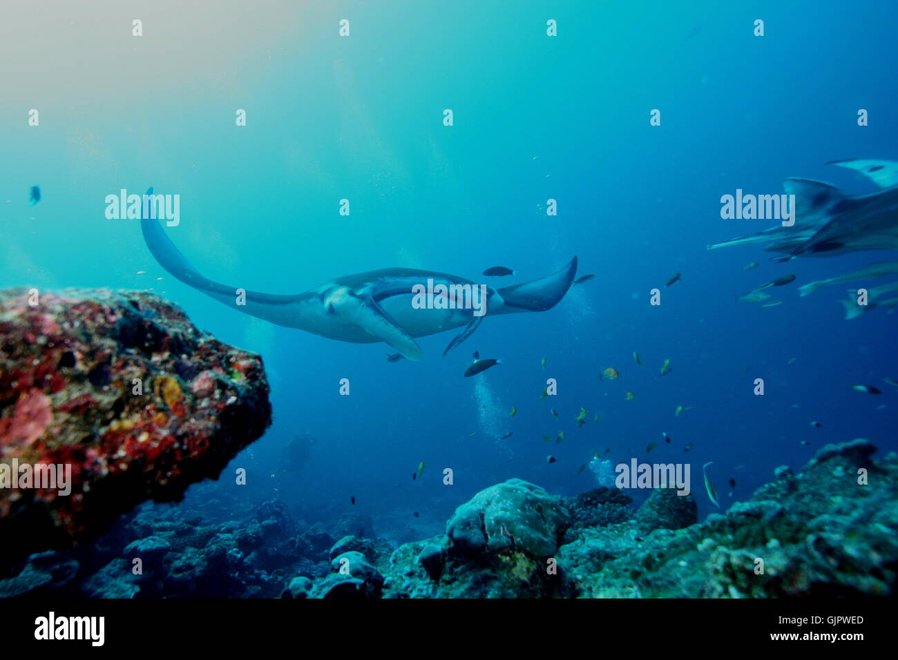 Manta Ray underwater diving photo Maldives Indian Ocean Stock Photo - Alamy