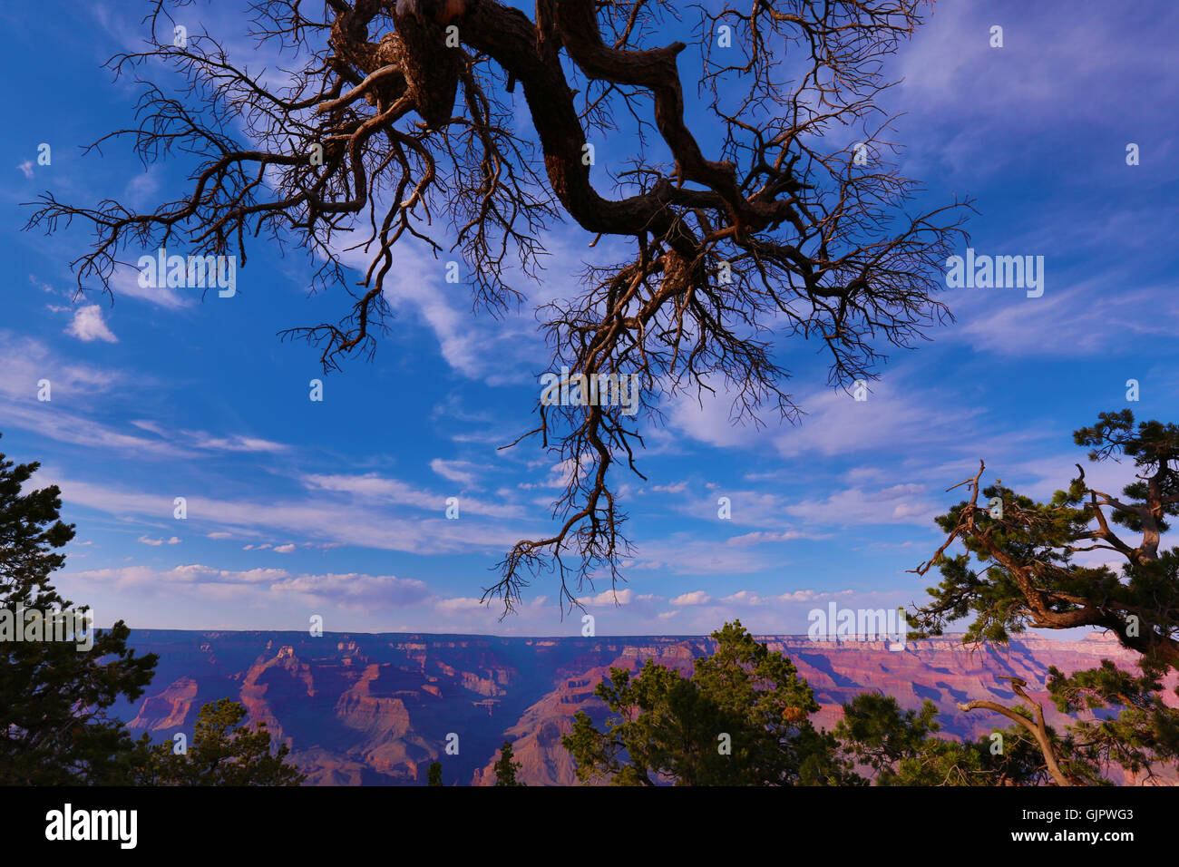 Trees over the gorges of the Grand Canyon. United States of America ...