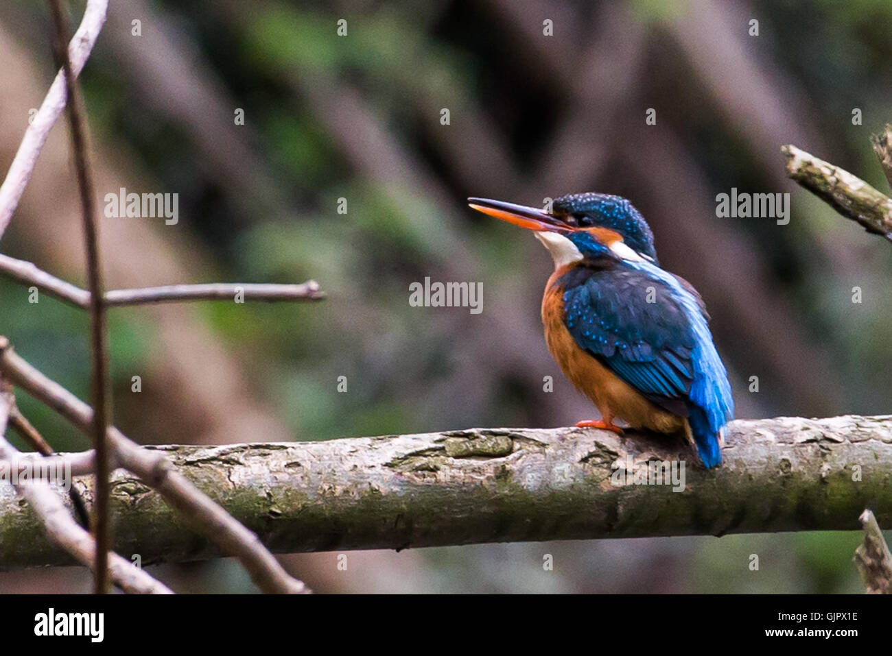 Kingfishers are spotted flying on the River Darent in Kent. Featuring ...