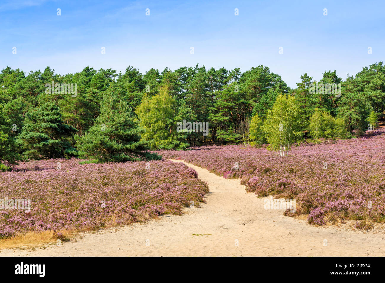 Frensham little pond hi-res stock photography and images - Alamy