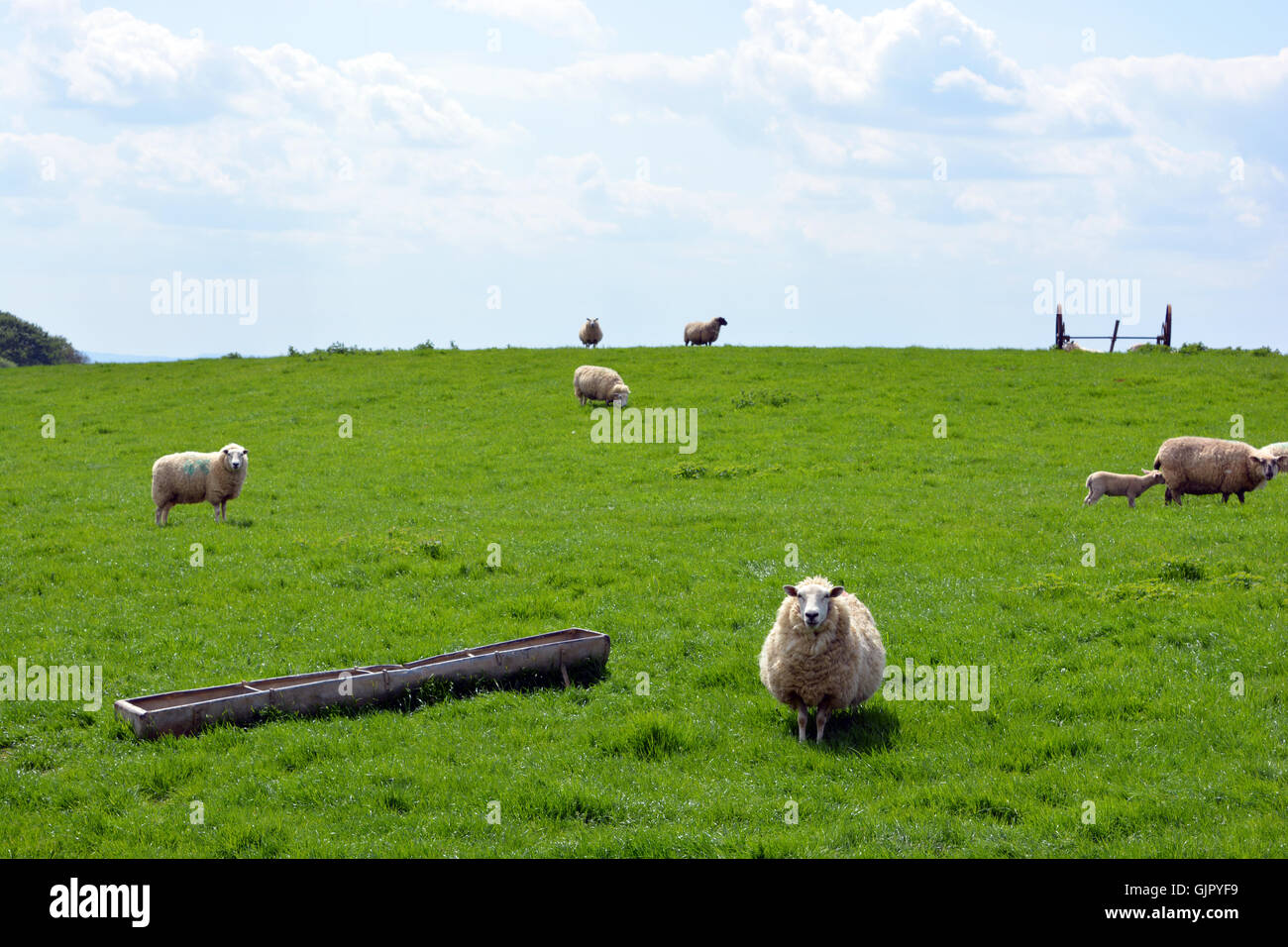 Empty green english field hi-res stock photography and images - Alamy