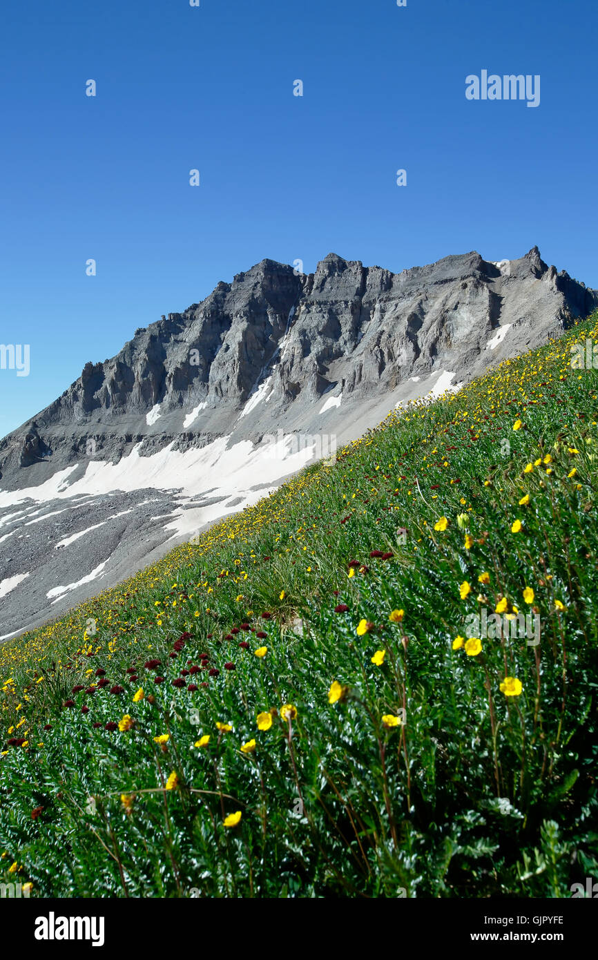 Wildflowers and Gilpin Peak, above Yankee Boy Basin, near Ouray ...