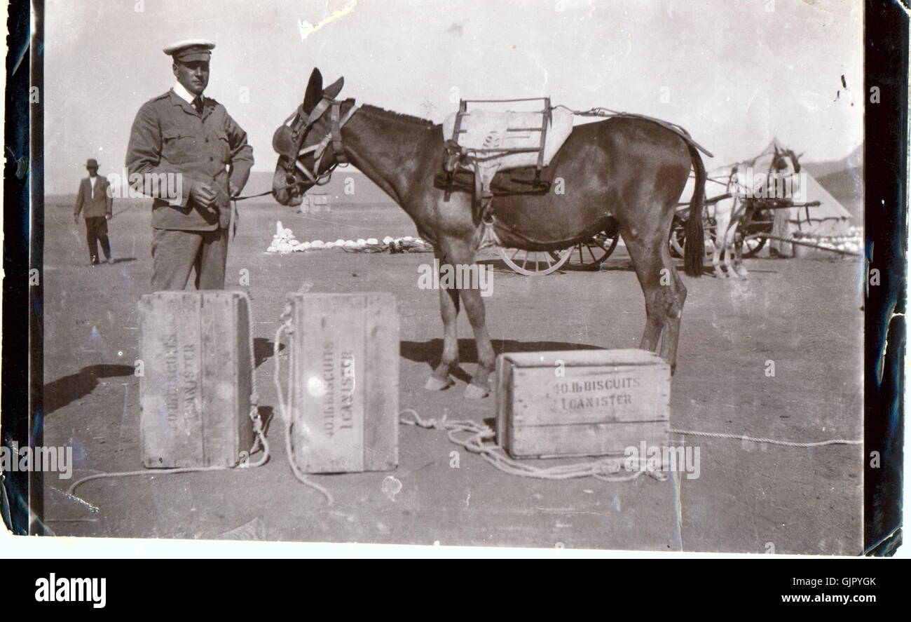 Mule picture hi-res stock photography and images - Alamy