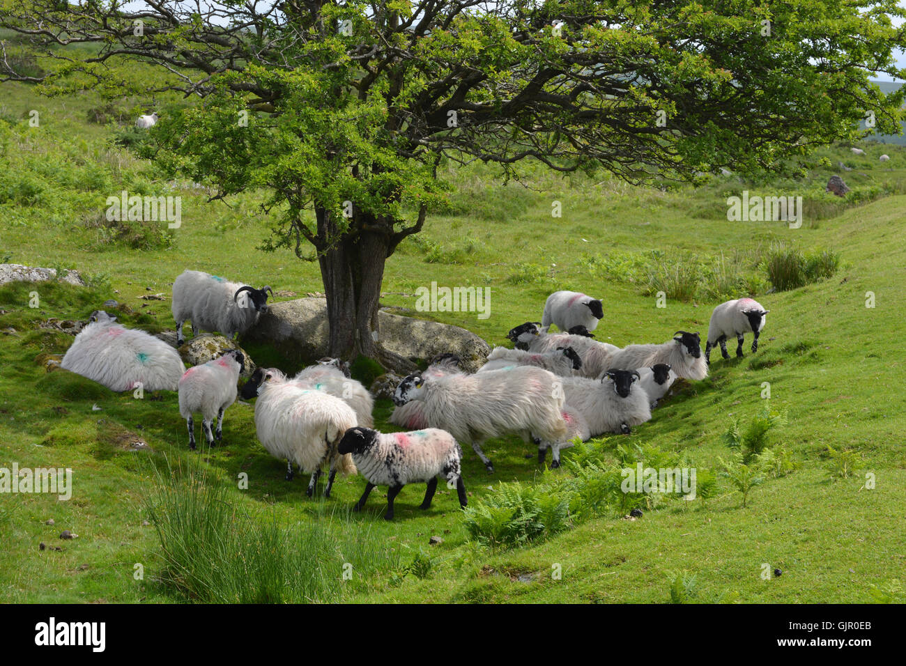 Sheep in the shade under a tree, Dartmoor National Park, Devon, England ...