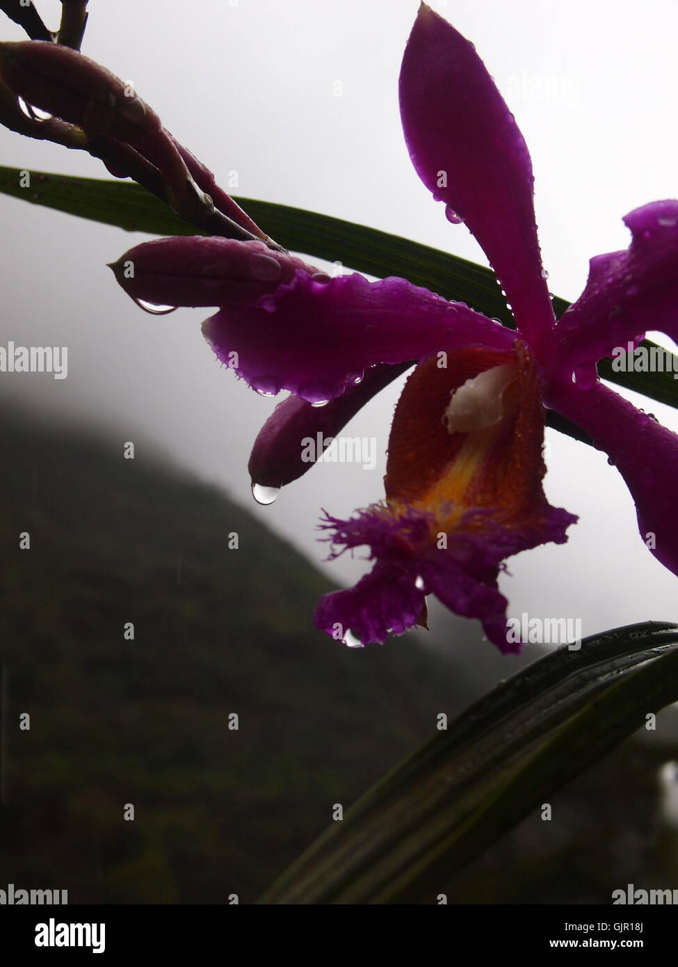 Orchid after a storm on the Inca Trail to Machu Picchu, Peru Stock ...