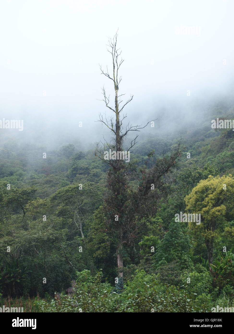 Inca tree hi-res stock photography and images - Alamy