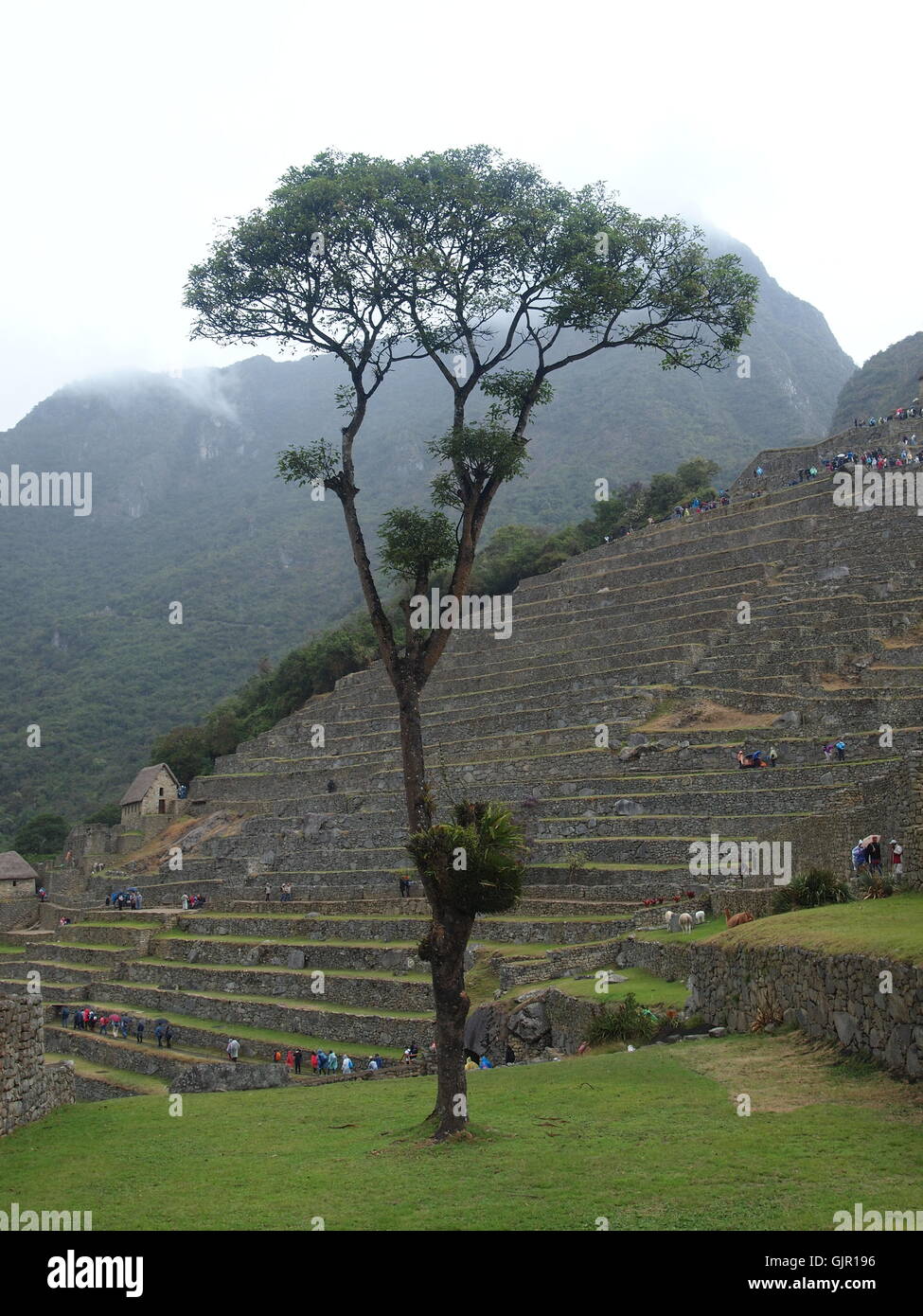 Hiram Bingham's Tree at Machu Picchu Stock Photo - Alamy
