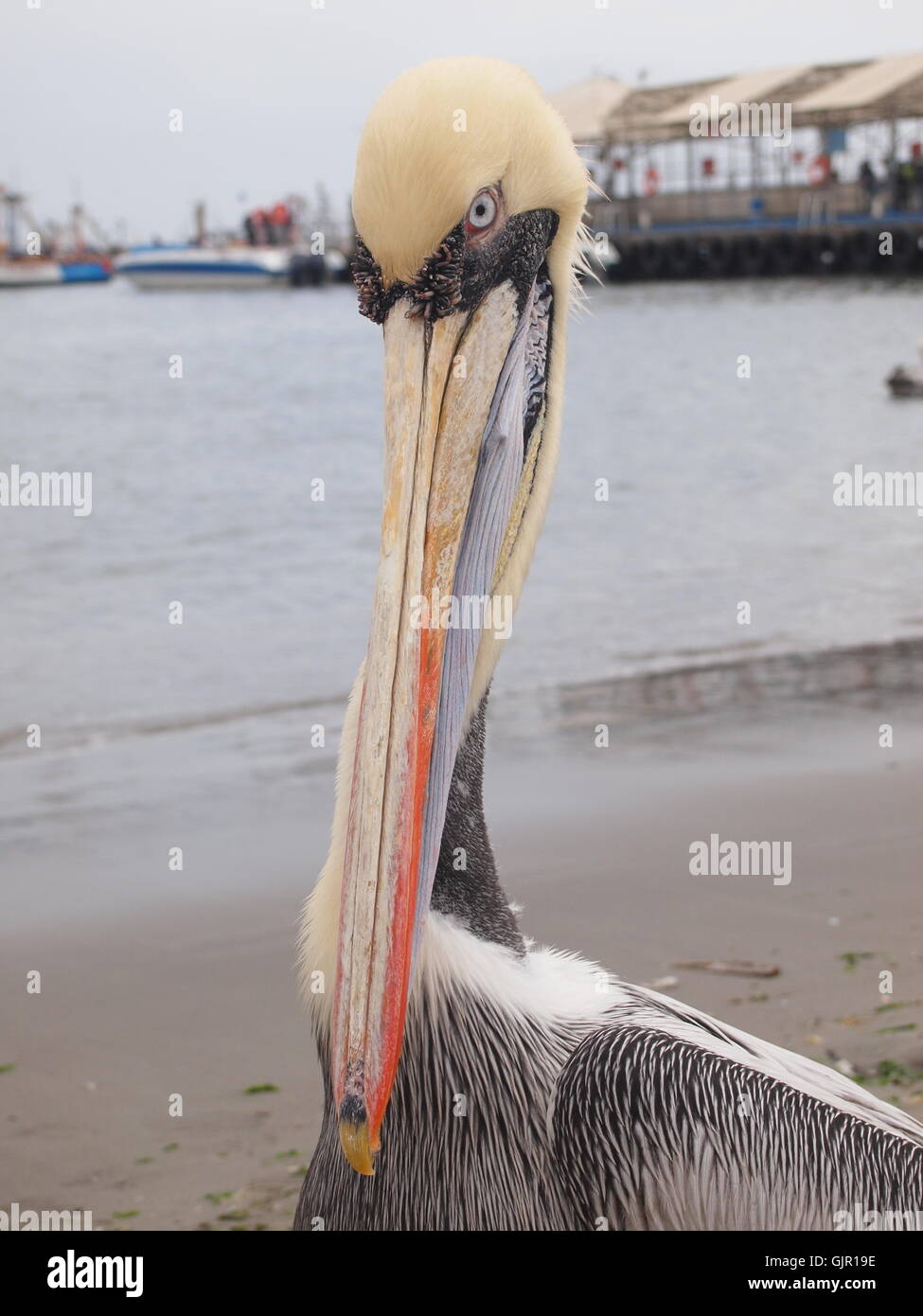 Funny pelican hi-res stock photography and images - Alamy