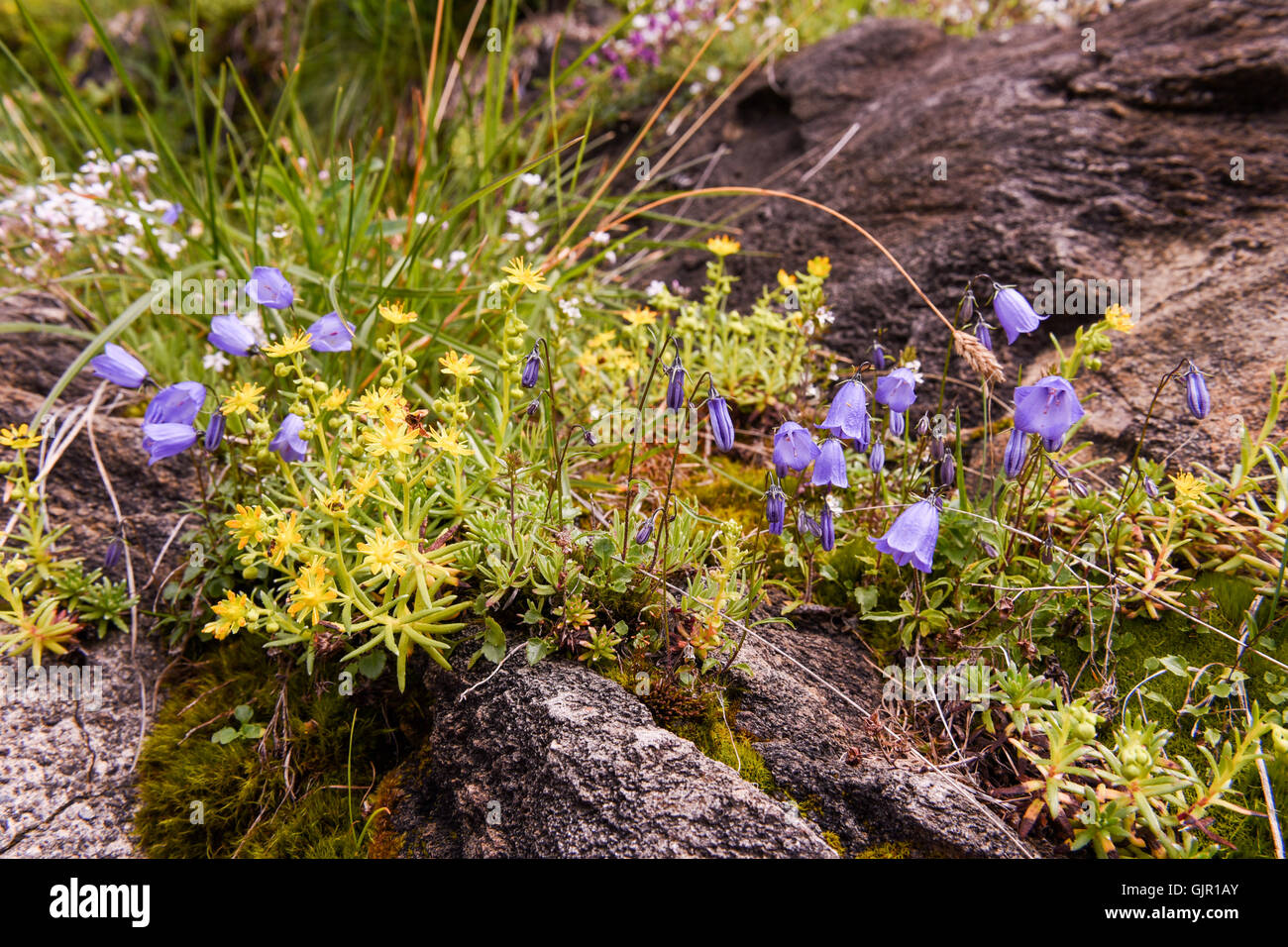 Mountain flowers near lake Tremorgio on Canton Ticino in the Swiss alps ...