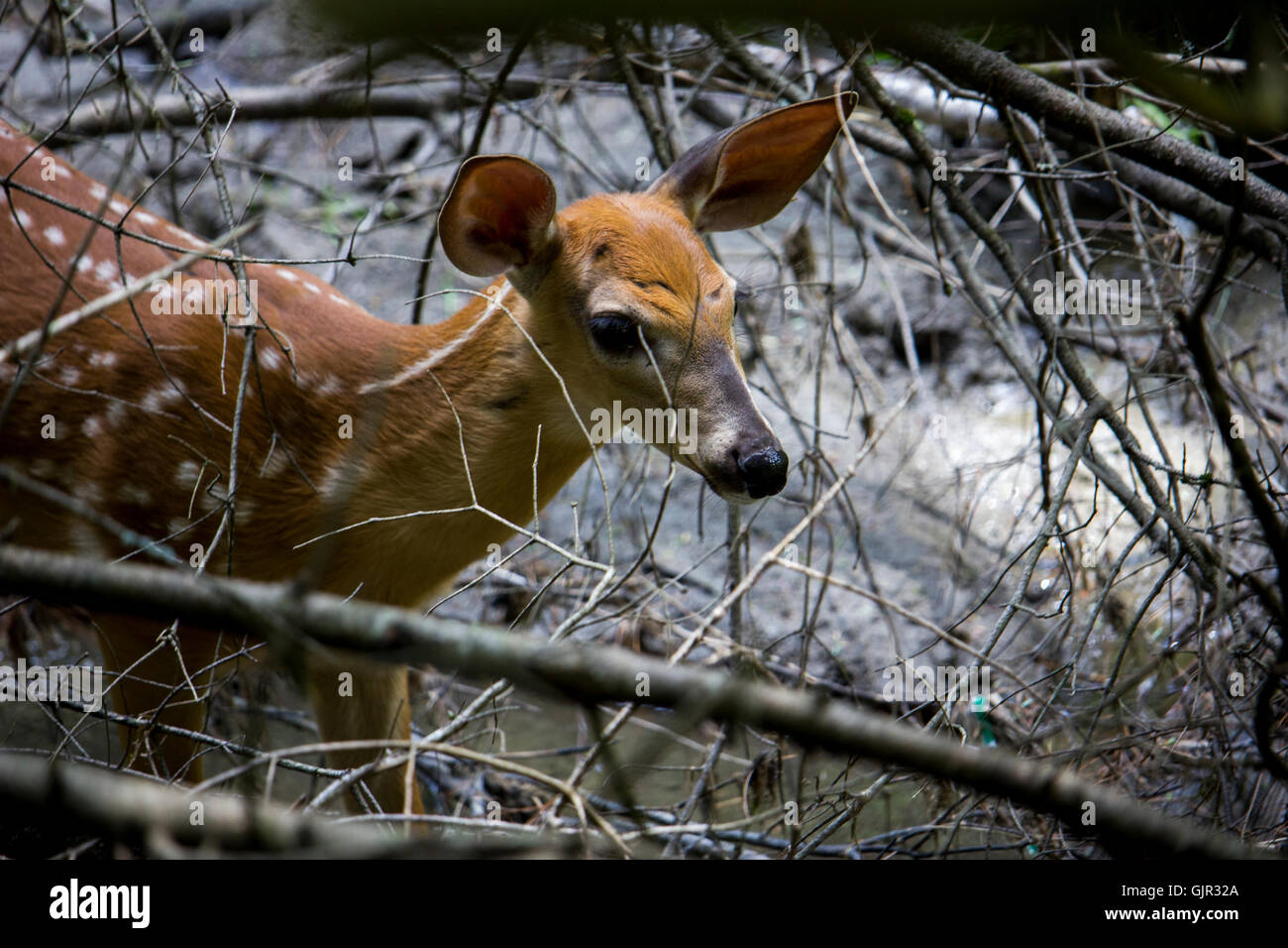 Thirsty Cute deer by the lake Stock Photo - Alamy