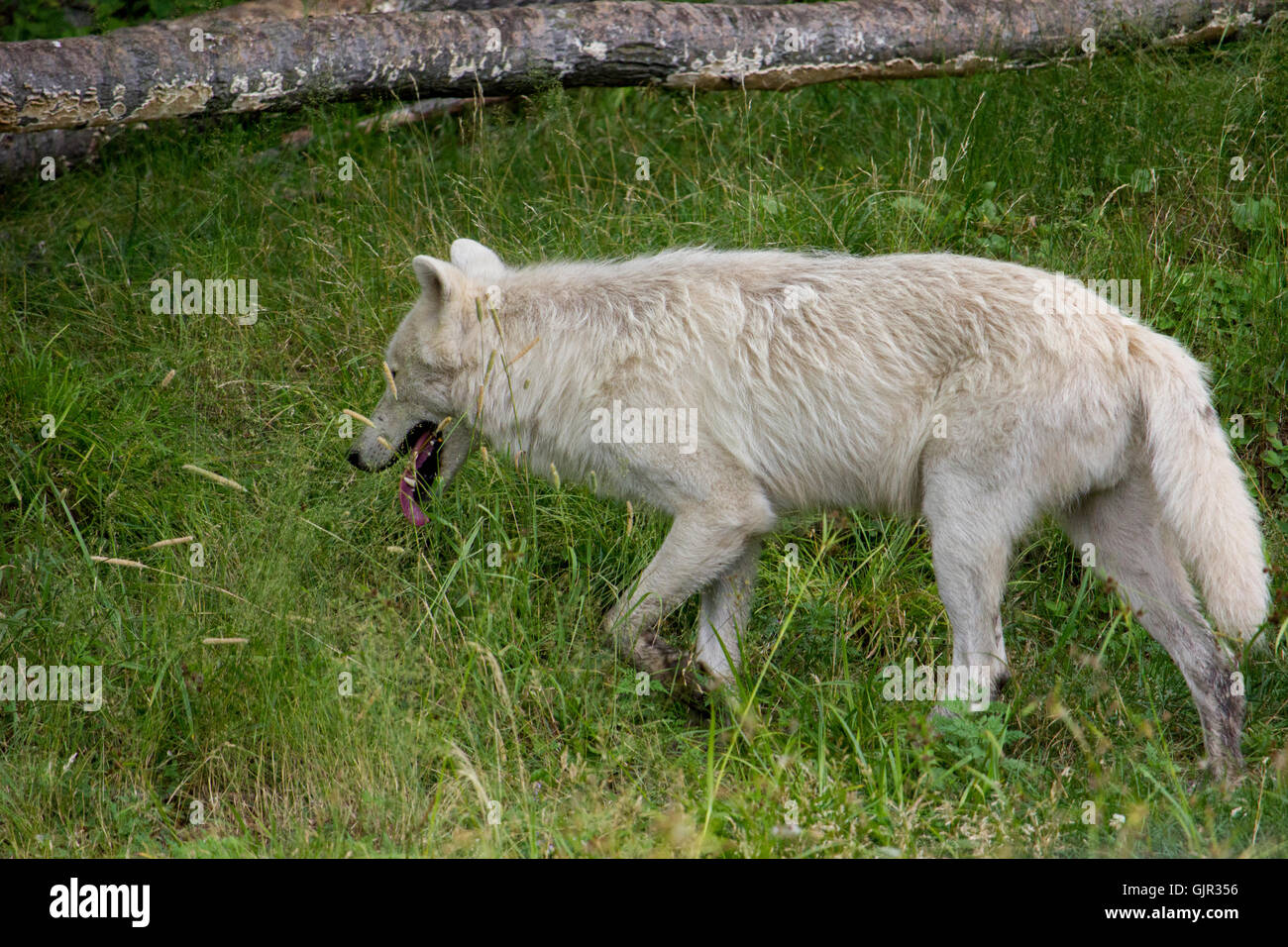 Pretty wolf hi-res stock photography and images - Alamy