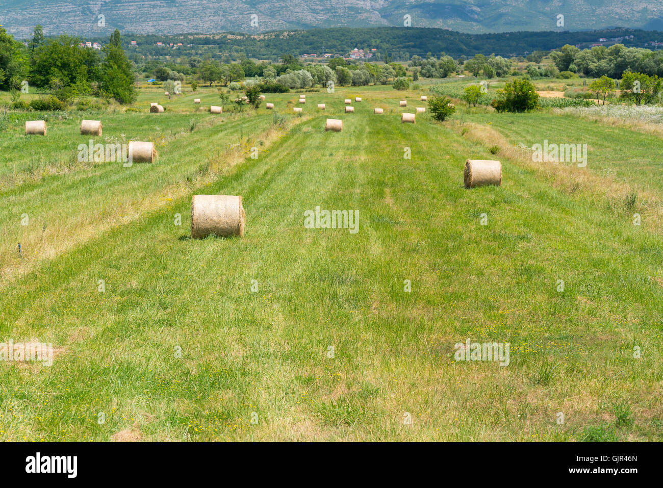 Landscape photo of rolled hay on a field Stock Photo - Alamy