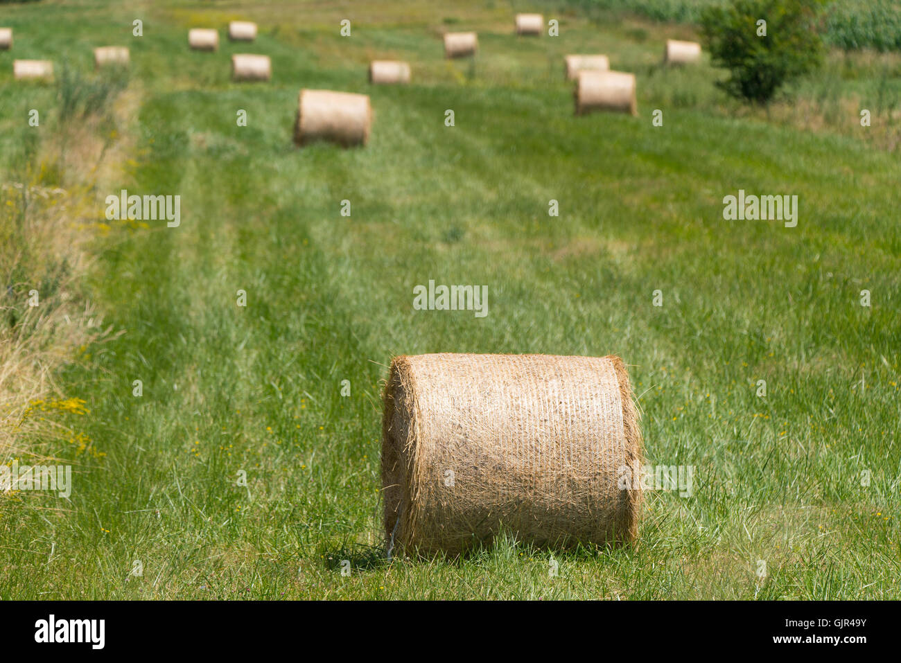 Landscape photo of rolled hay on a field Stock Photo - Alamy
